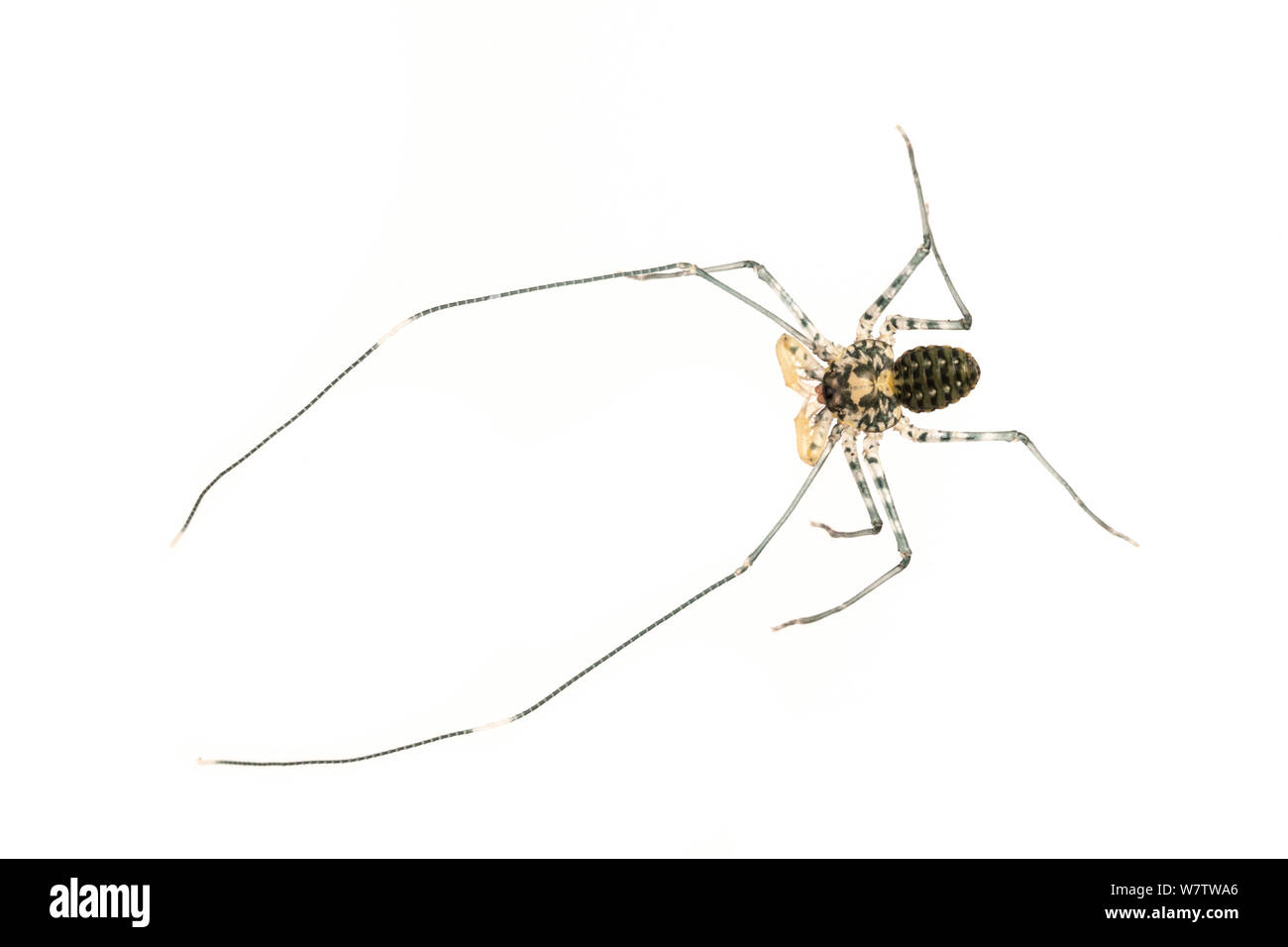 Whip spider hi-res stock photography and images - Alamy