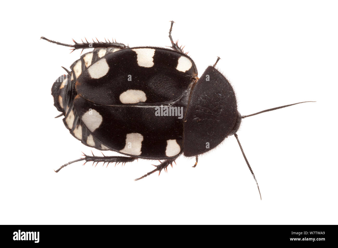 Domino Cockroach (Therea petiveriana) photographed on a white ...