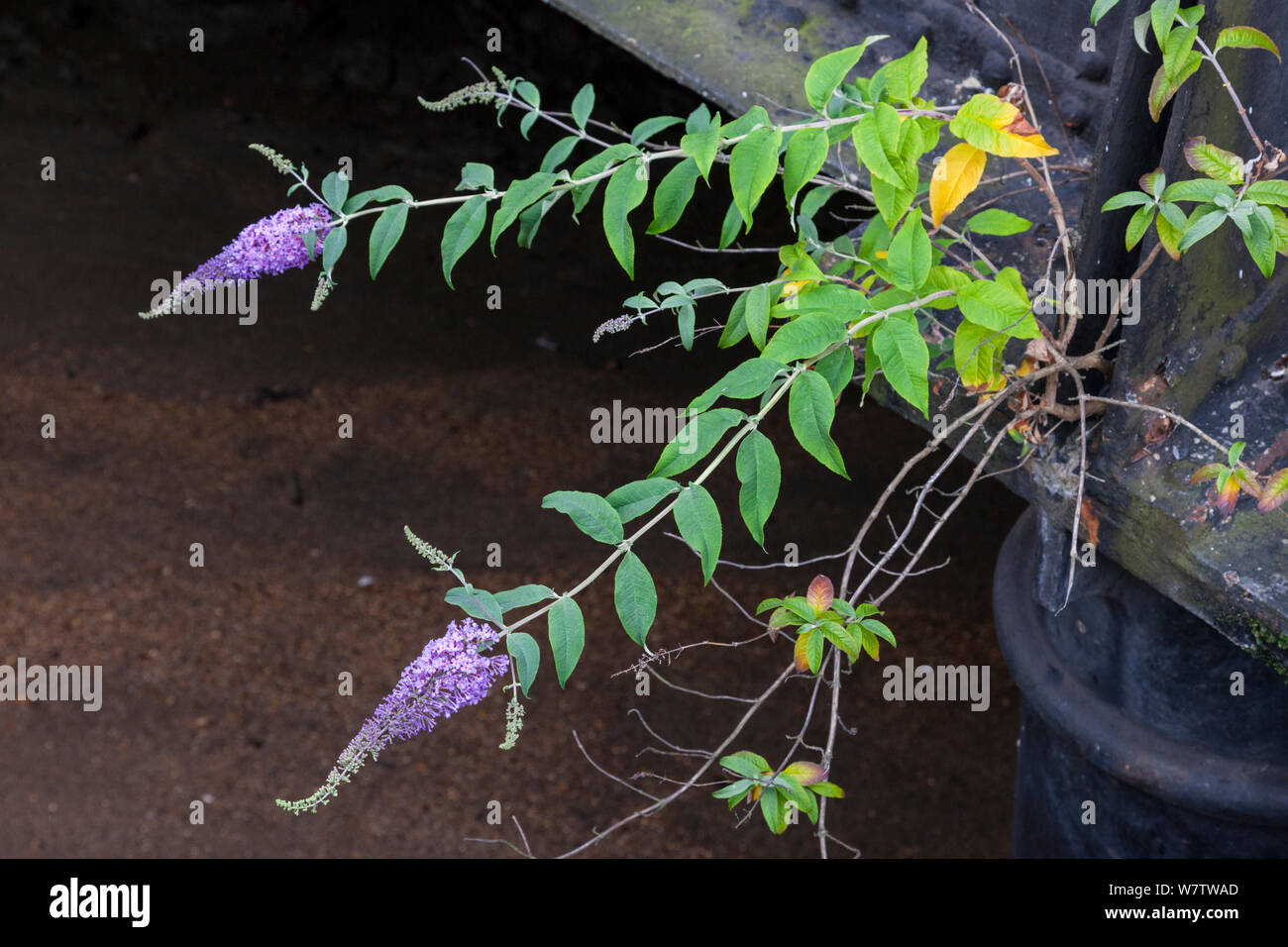 Buddleja davidii buddleia butterfly bush summer lilac hi-res stock ...