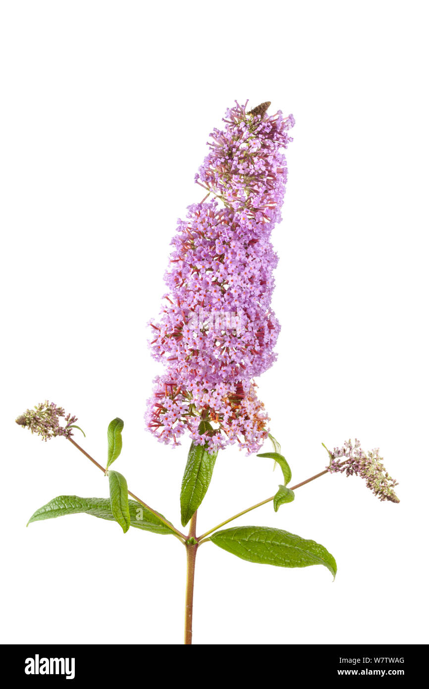 Buddleia buddleia davidii Cut Out Stock Images & Pictures - Alamy