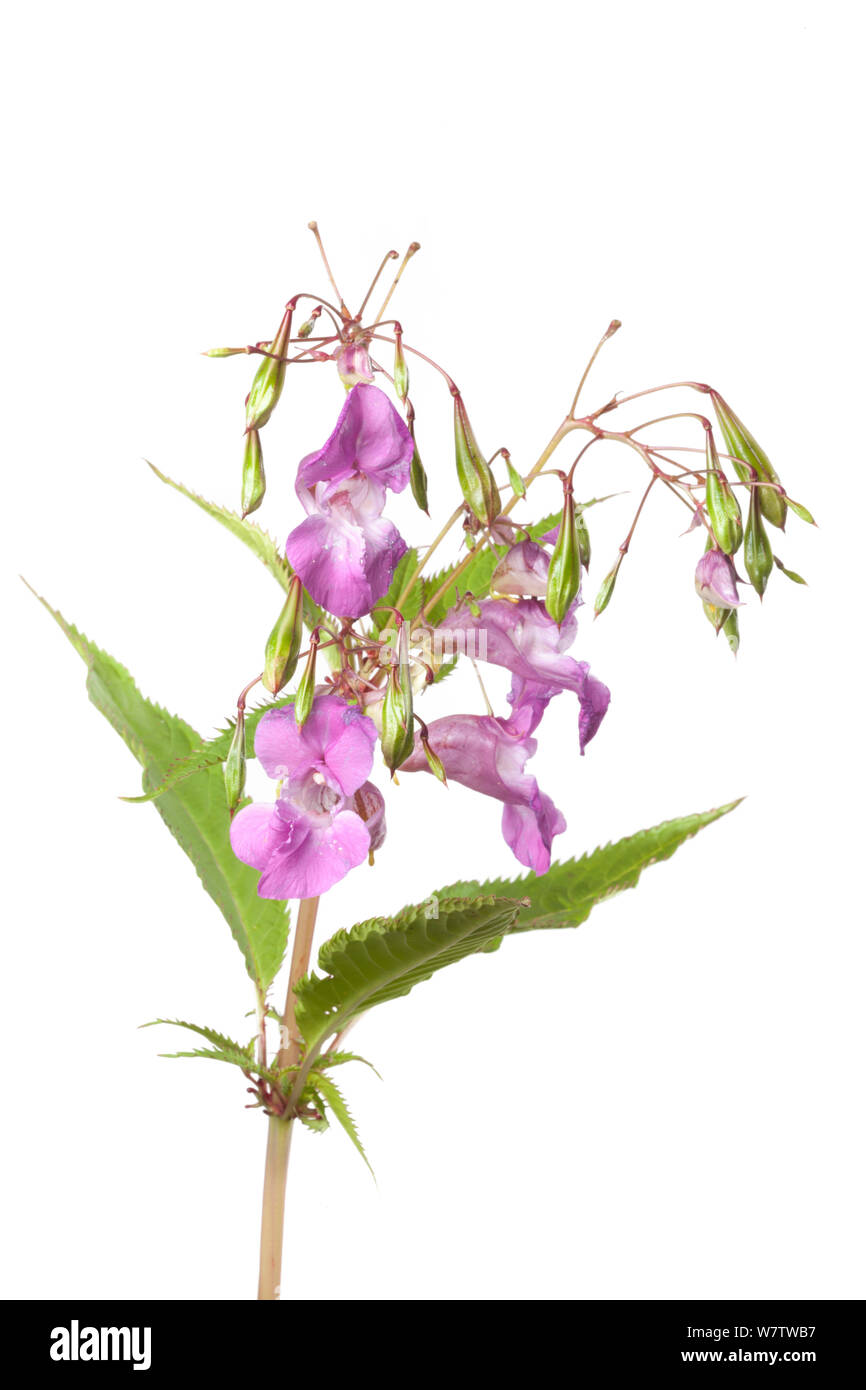 Uk white peak Cut Out Stock Images & Pictures - Alamy