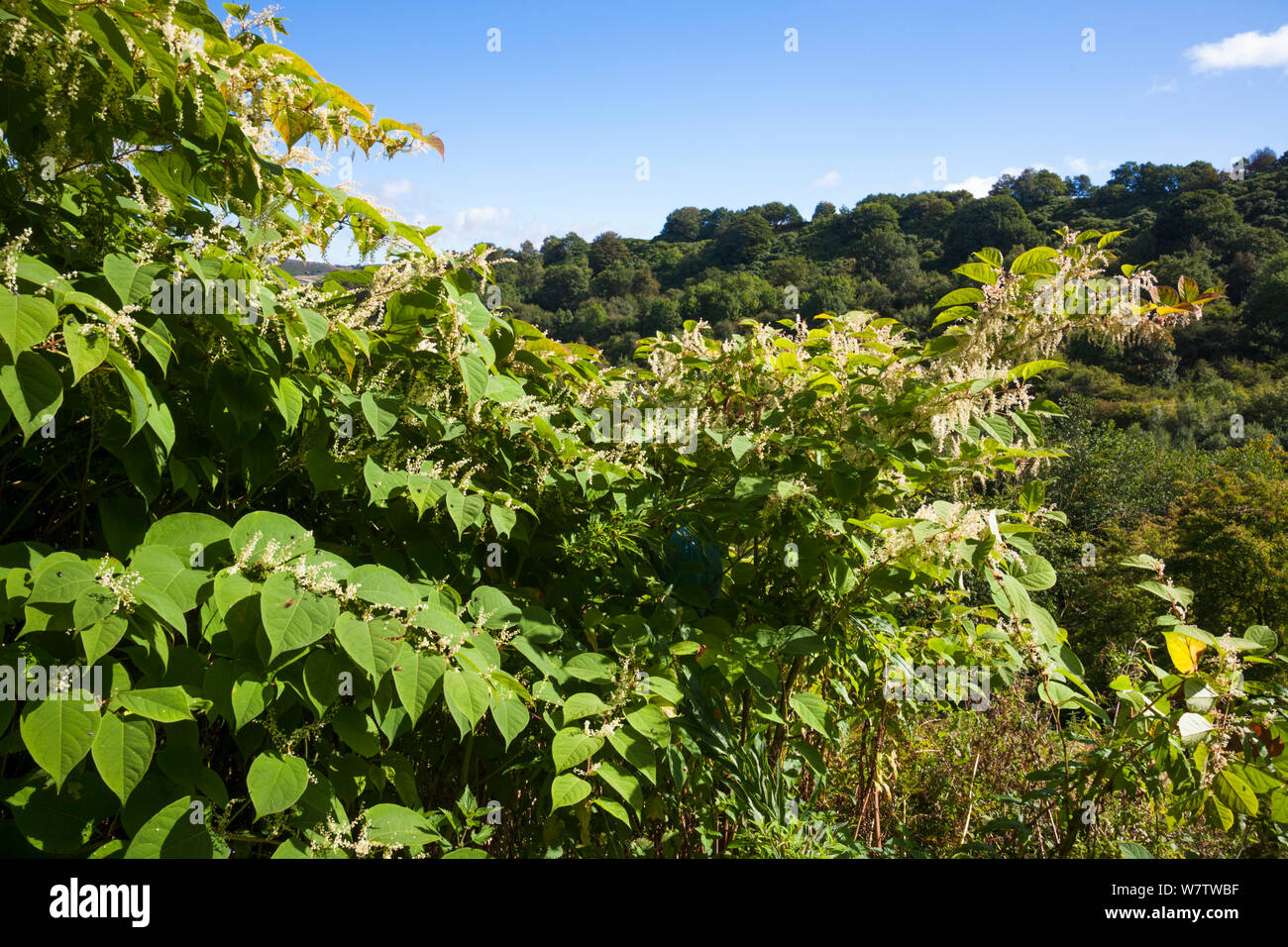 Invasive knotweed plant species hi-res stock photography and images - Alamy