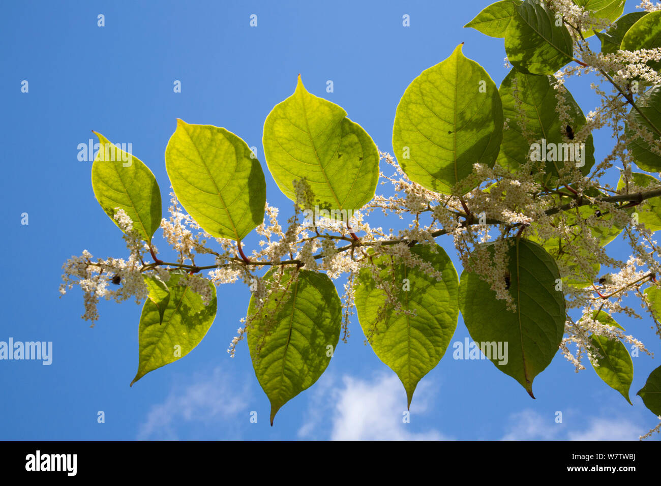 Japanese Knotweed (Fallopia japonica) Peak District National Park ...