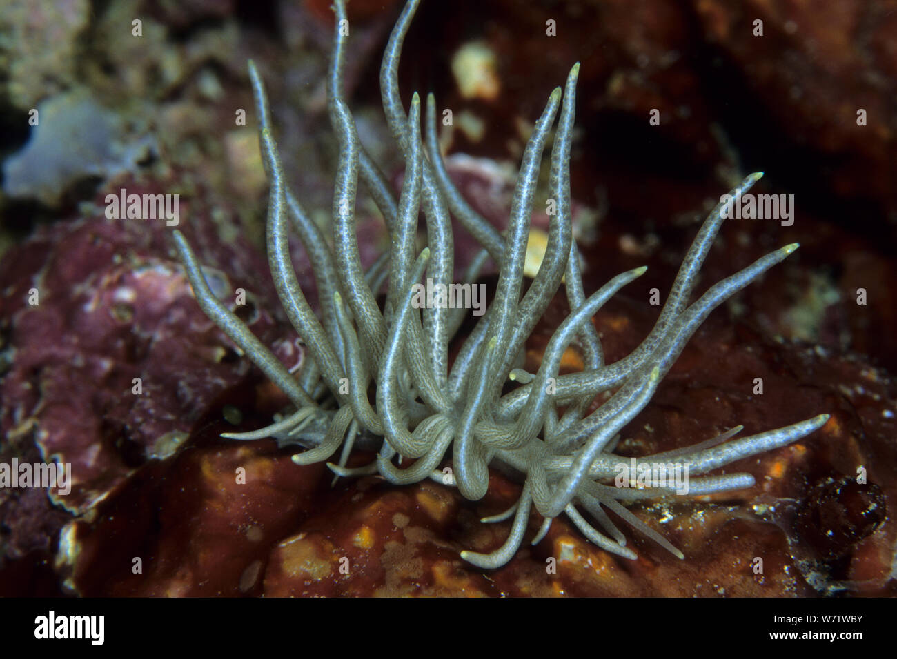 Nudibranch (Phyllodesmium briareum) Komodo archipelago islands, Komodo ...