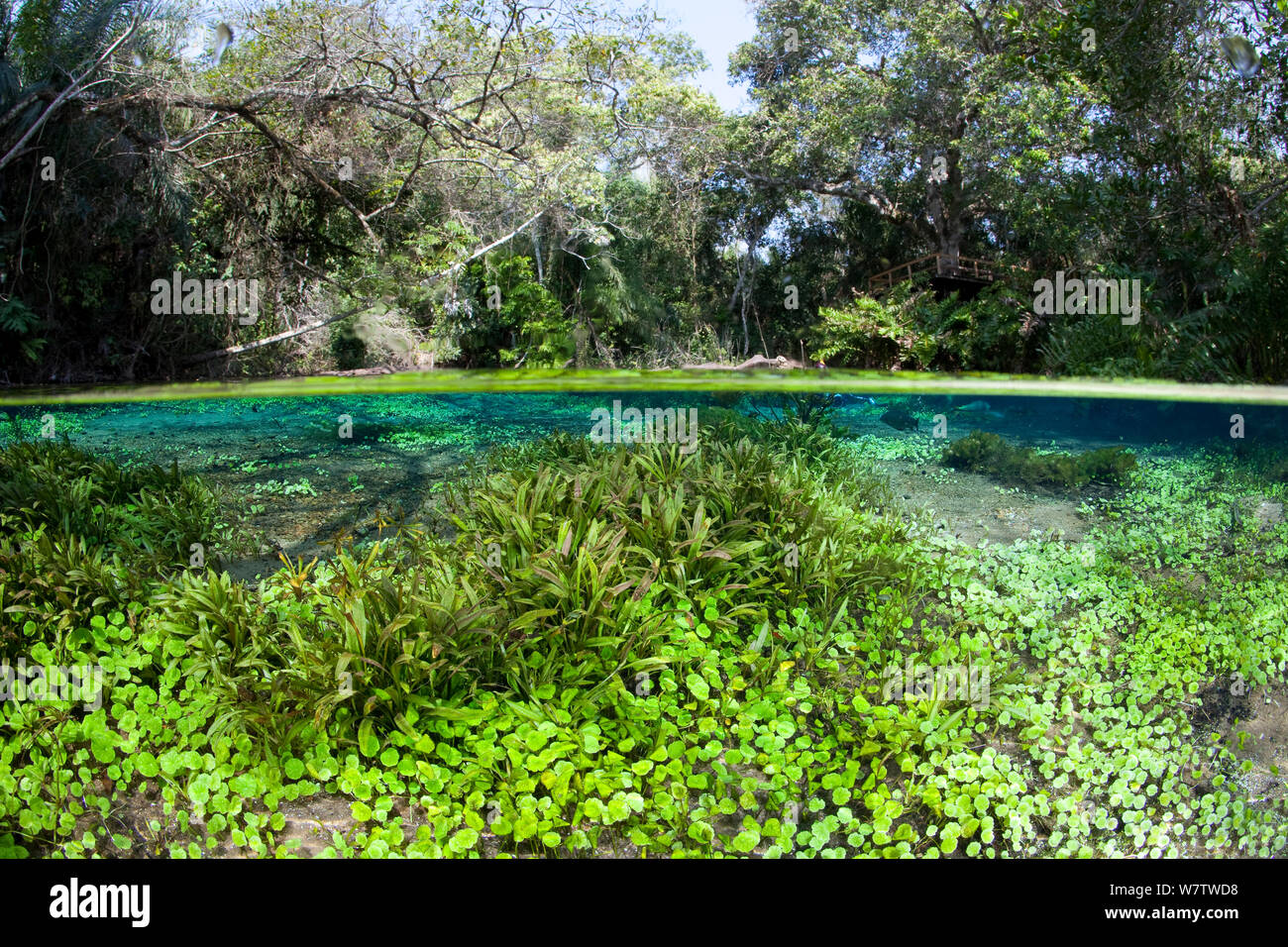 Split image of the main spring, Rio Sucuri, Bonito, Mato Grosso do Sul ...