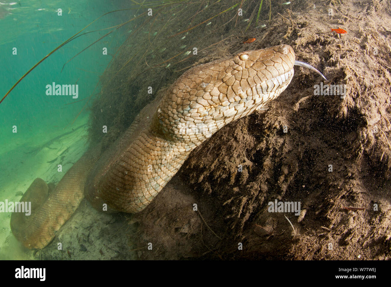 Green anaconda hi-res stock photography and images - Alamy