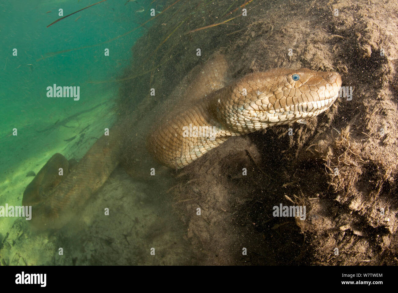Green anaconda brazil hi-res stock photography and images - Alamy