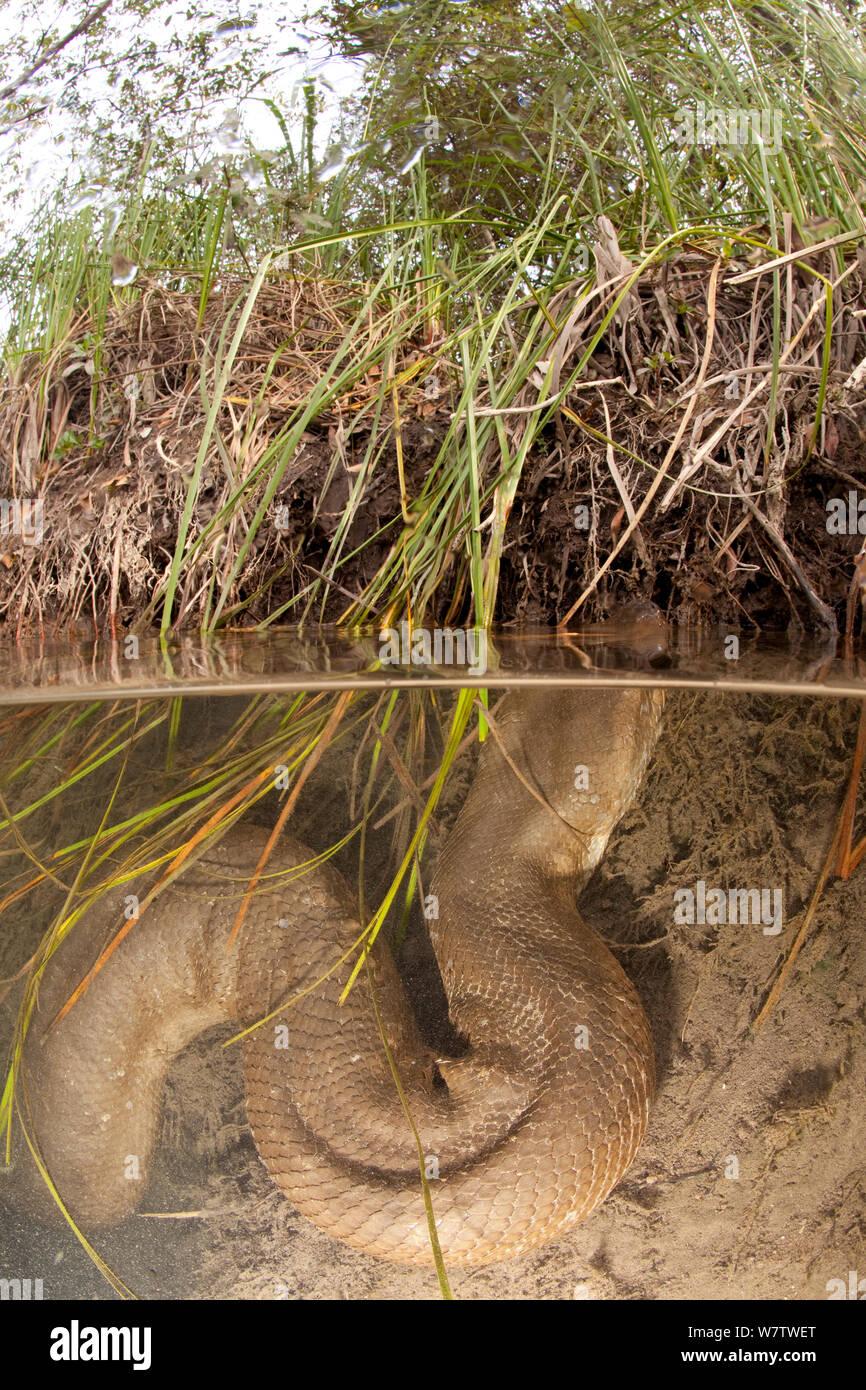 Anaconda water hi-res stock photography and images - Alamy