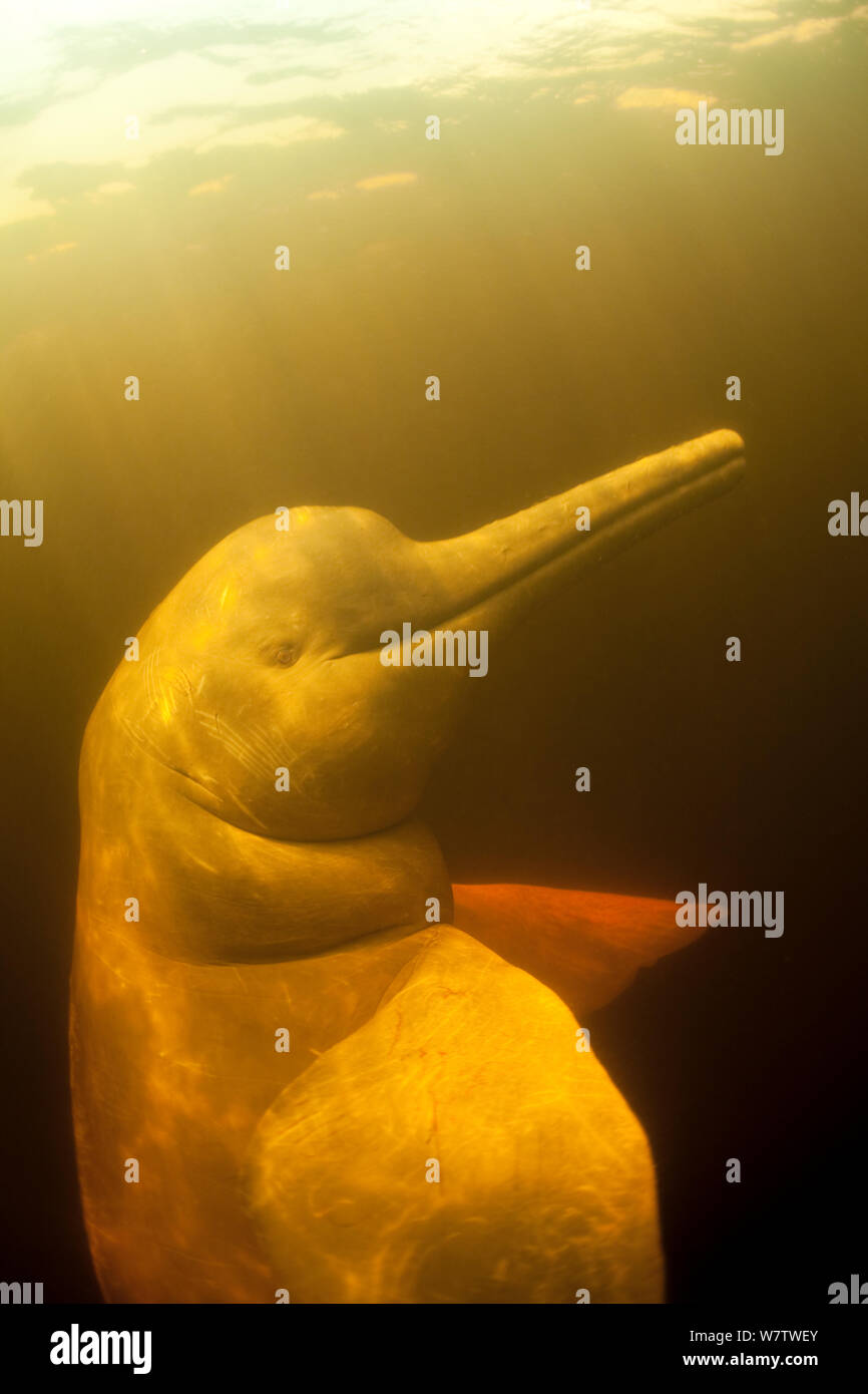 Pink River dolphin / Boto (Inia geoffrensis) Acajatuba Lake, Negro ...