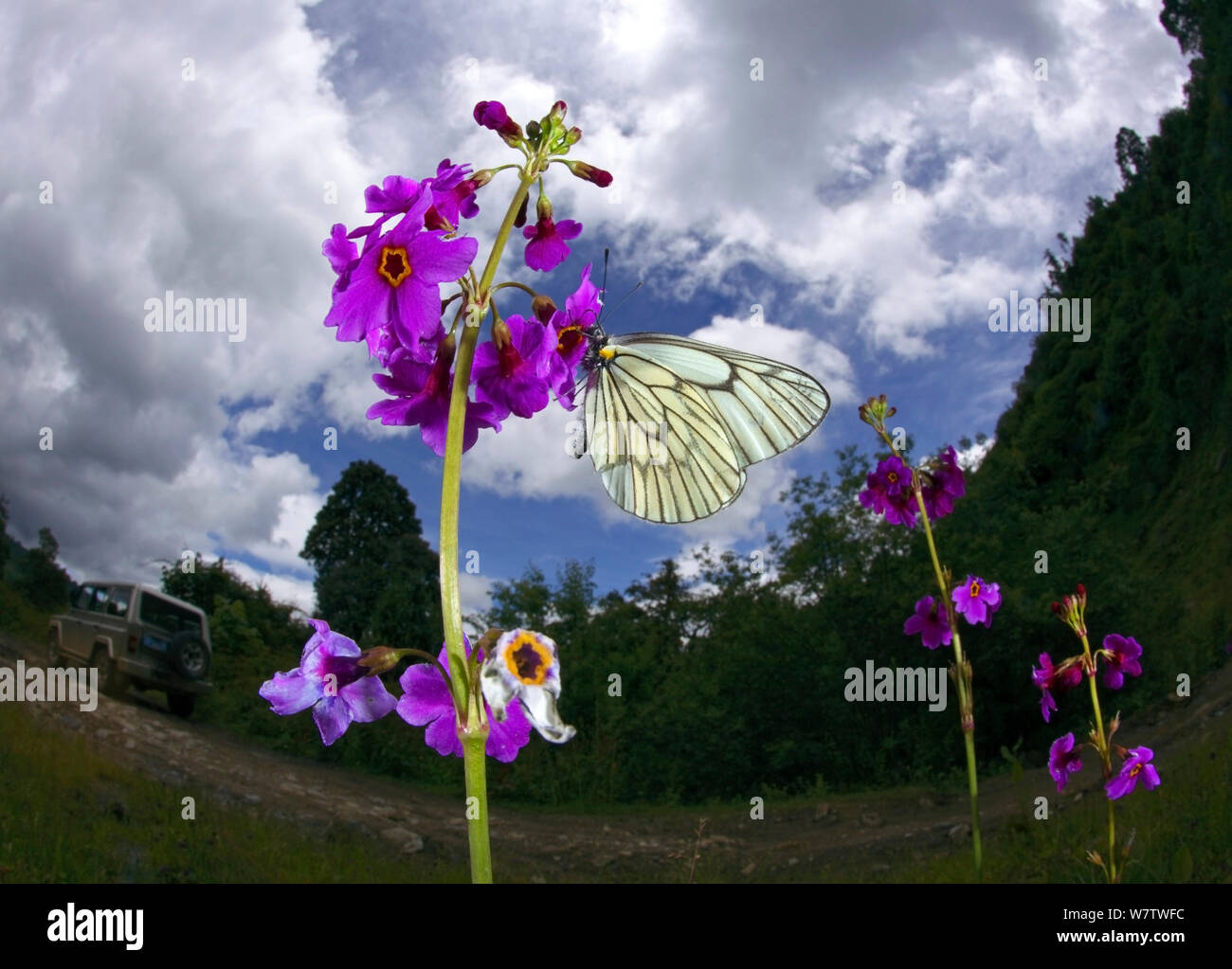 Primula nivalis hi-res stock photography and images - Alamy