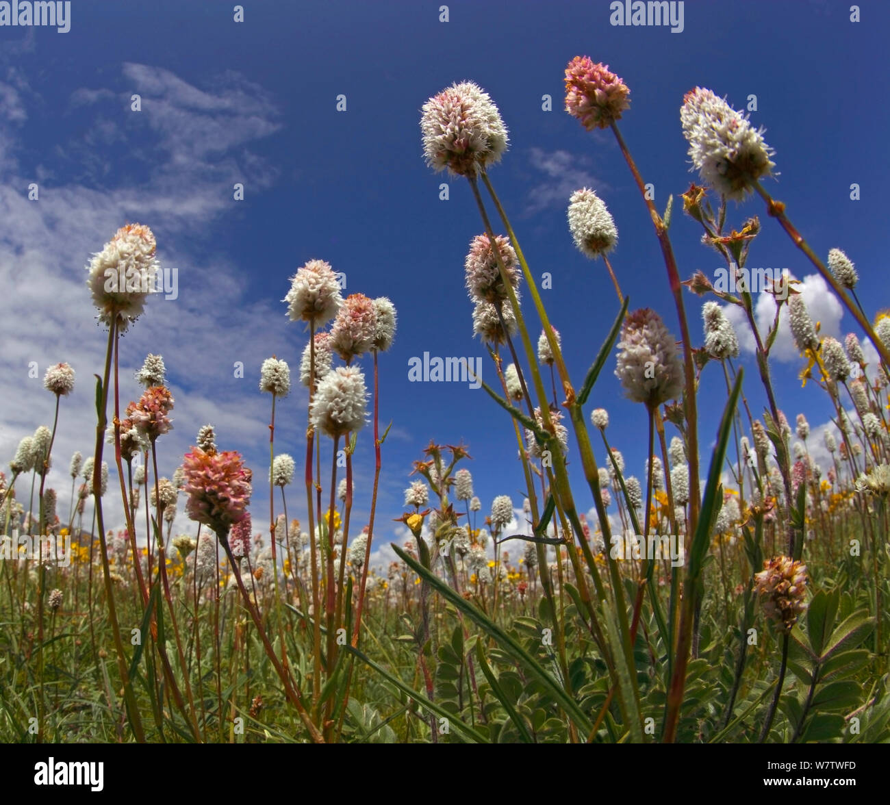 Red knotweed (Polygonum macrophyllum) in flower, Shiqu county, Sichuan ...