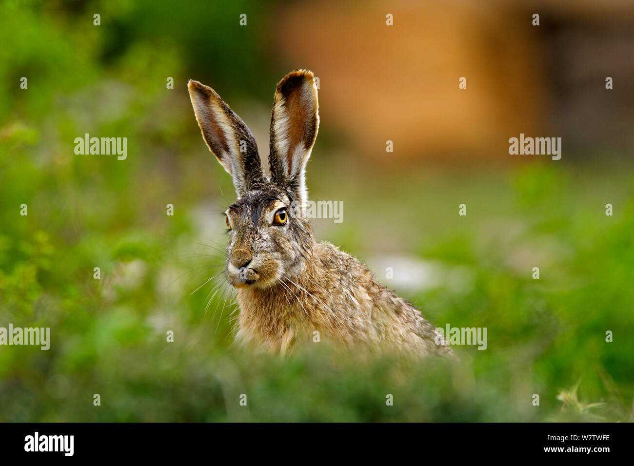 Wooly hare (Lepus oiostolus) Lhasa City, Tibet, China, August Stock ...