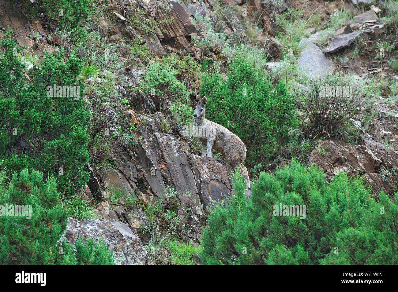 Deer musk hi-res stock photography and images - Alamy