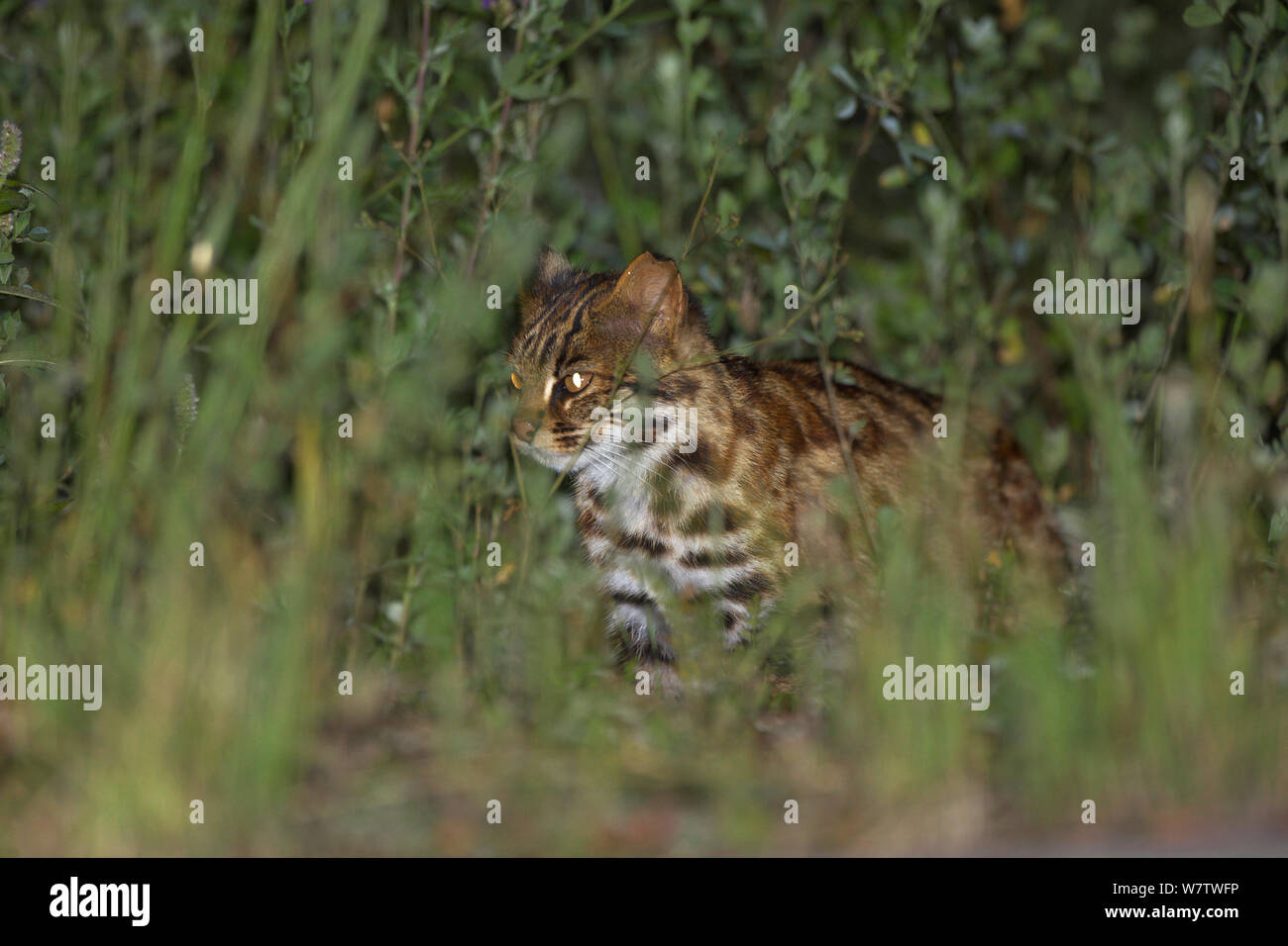 Prionailurus bengalensis bengalensis hi-res stock photography and ...