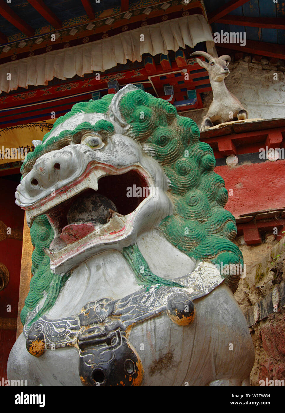 Himalayan blue sheep (Pseudois nayaur) pet of a local lama, resting ...