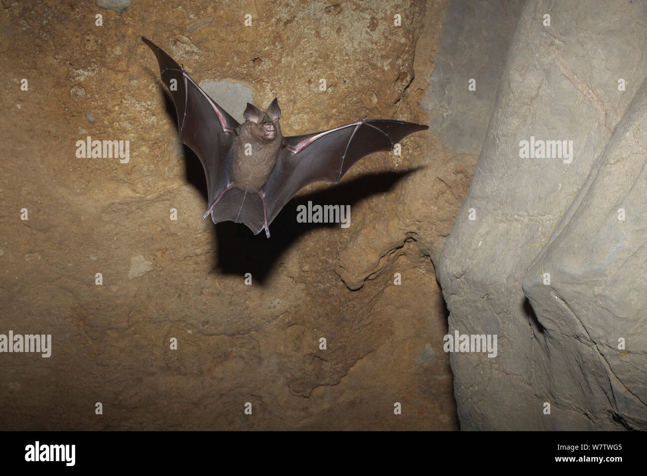 Roundleaf bats hi-res stock photography and images - Alamy