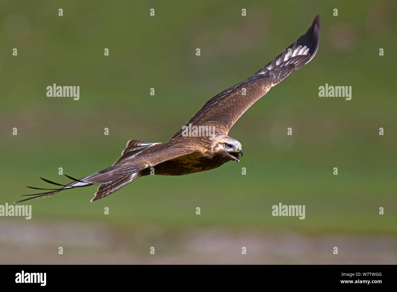 Upland buzzard (Buteo hemilasius) in flight, Daocheng City, Sichuan ...