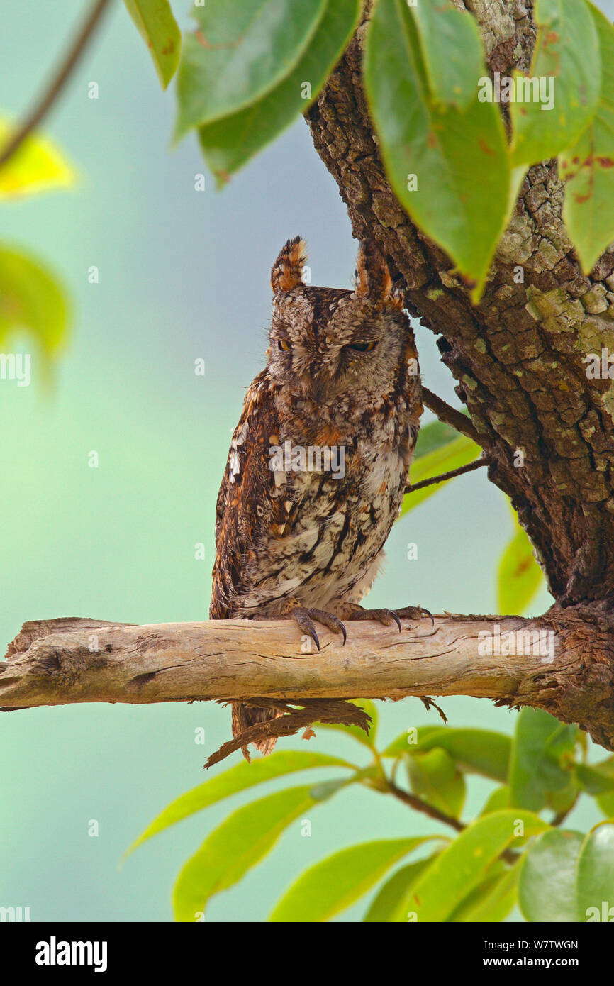 East asian screech owl hi-res stock photography and images - Alamy