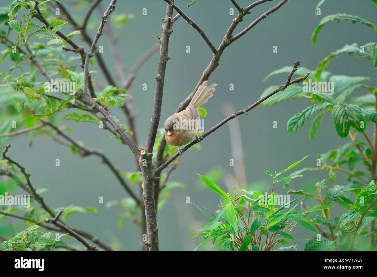 Crowbill hi-res stock photography and images - Alamy