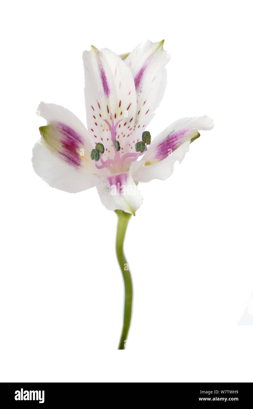 Single white alstro flower isolated on white background Stock Photo - Alamy