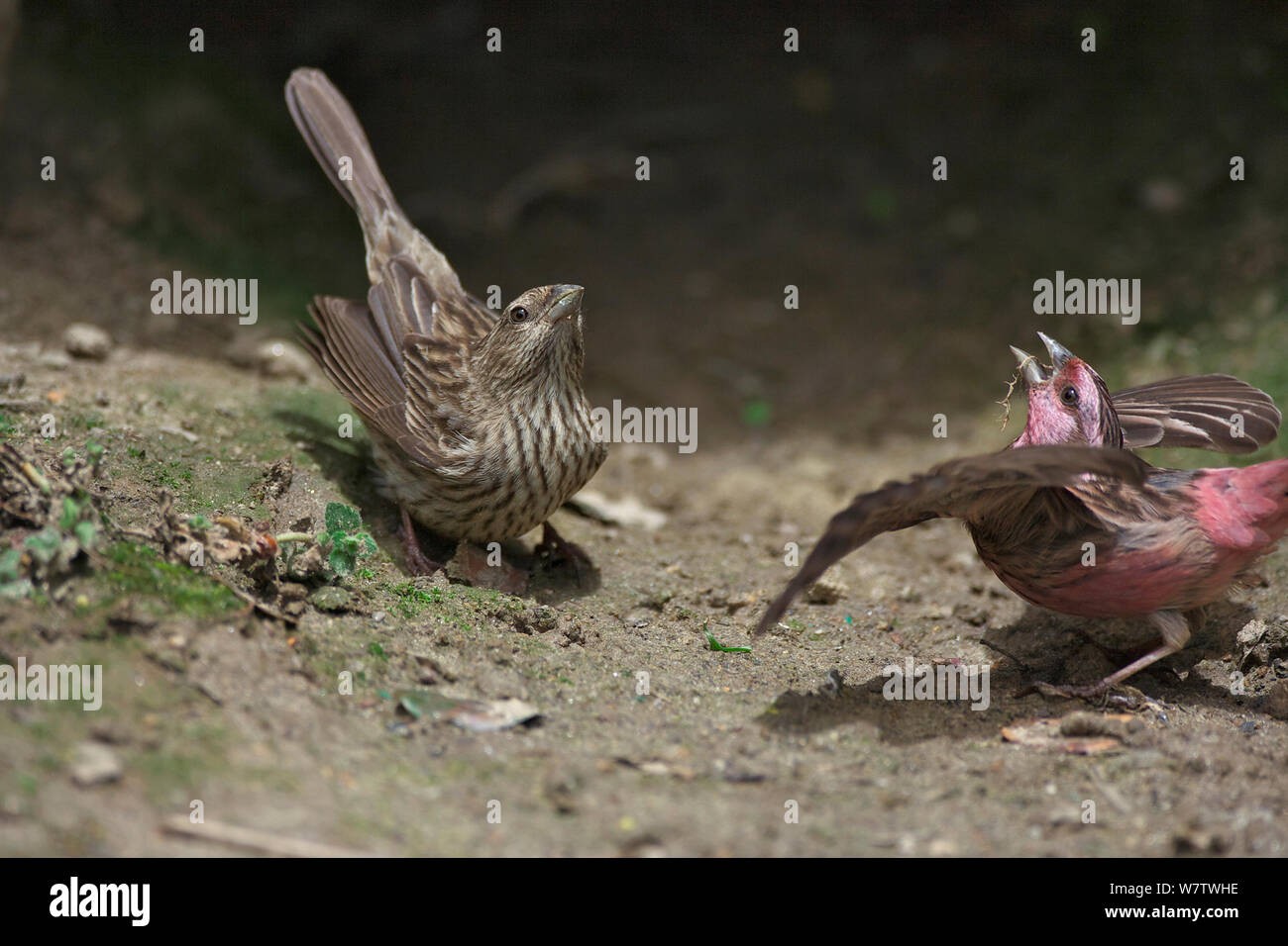 Stresemanns rosefinch hi-res stock photography and images - Alamy