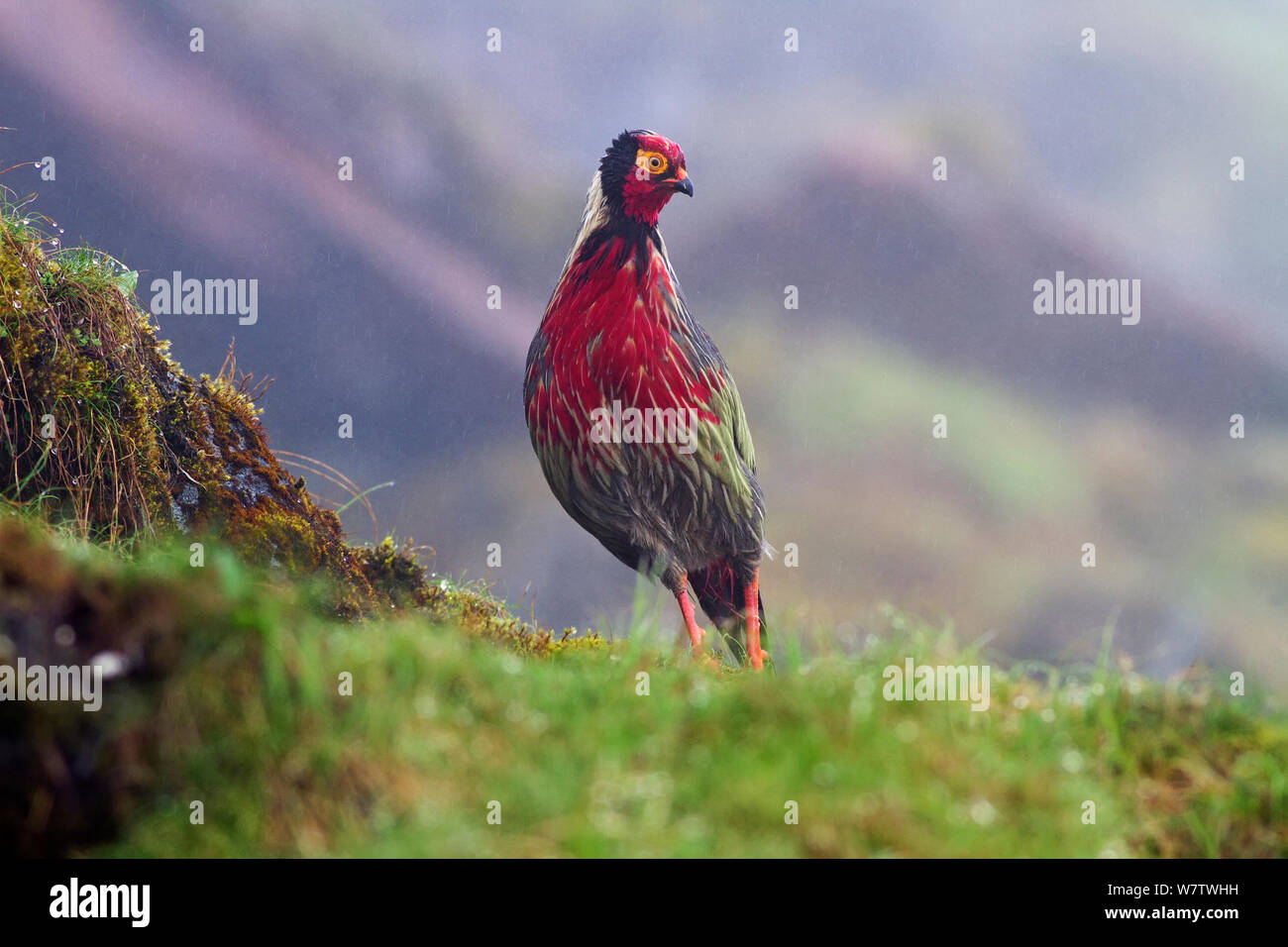 Blood pheasant (Ithaginis cruentus) male, in habitat, Yarlung Zangbo ...