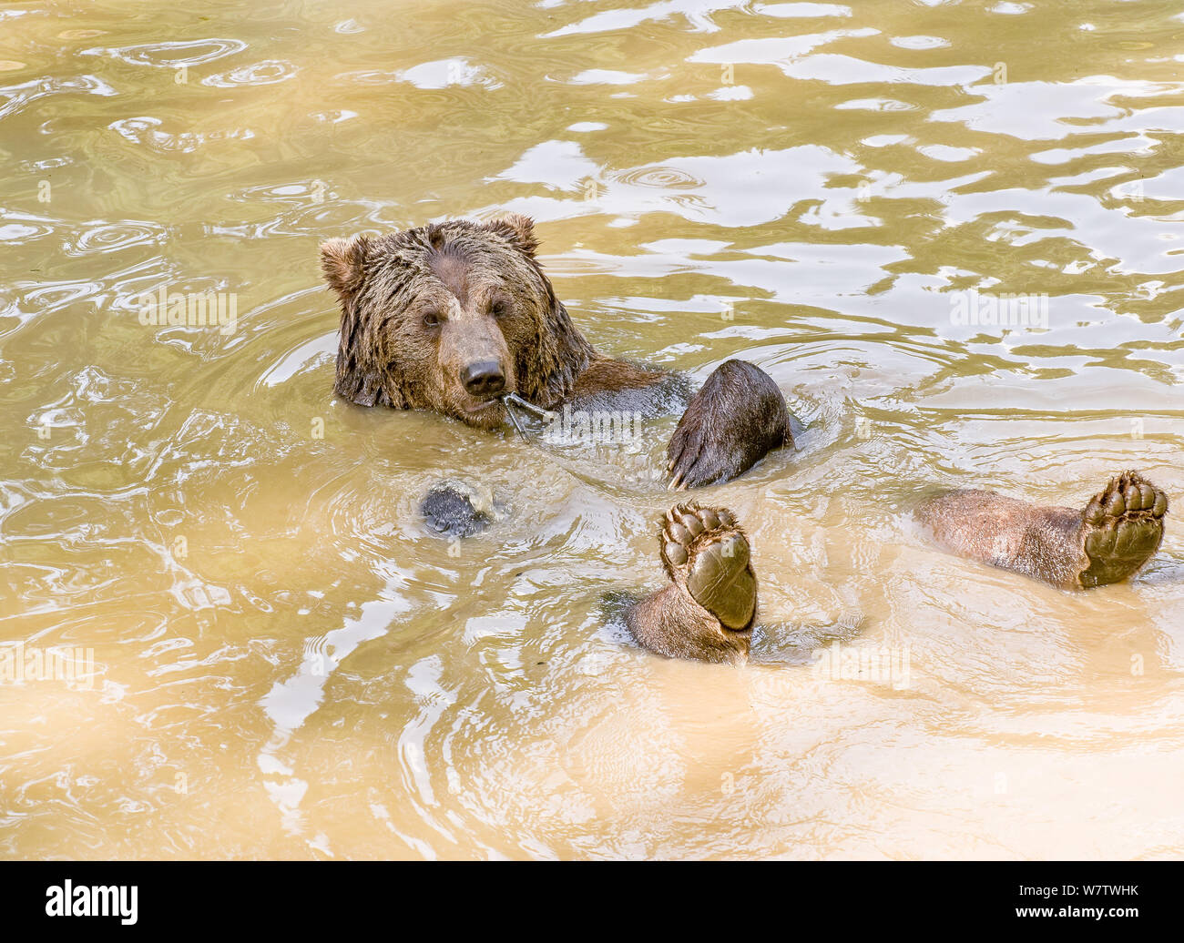 Brown bear relaxing Stock Photo - Alamy