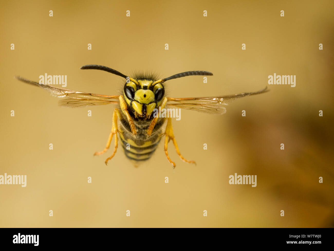 Yellowjacket (Vespula sp) in flight, Western Oregon, USA, September ...