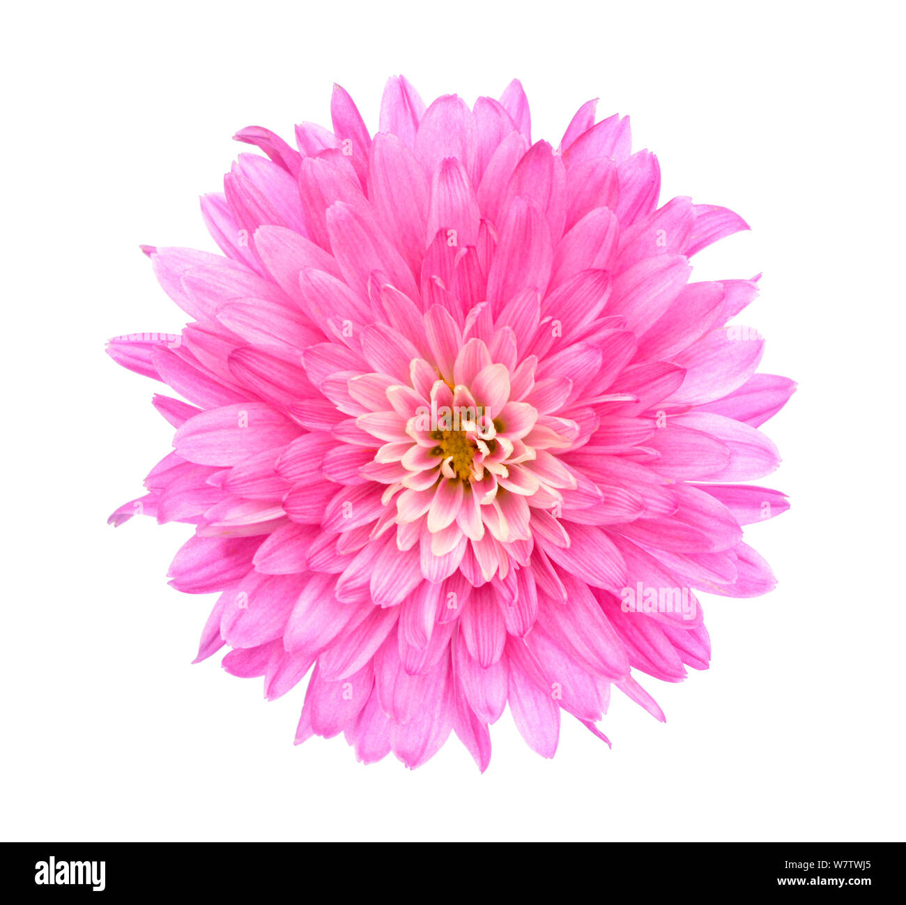 single pink mum flower isolated on white Stock Photo - Alamy