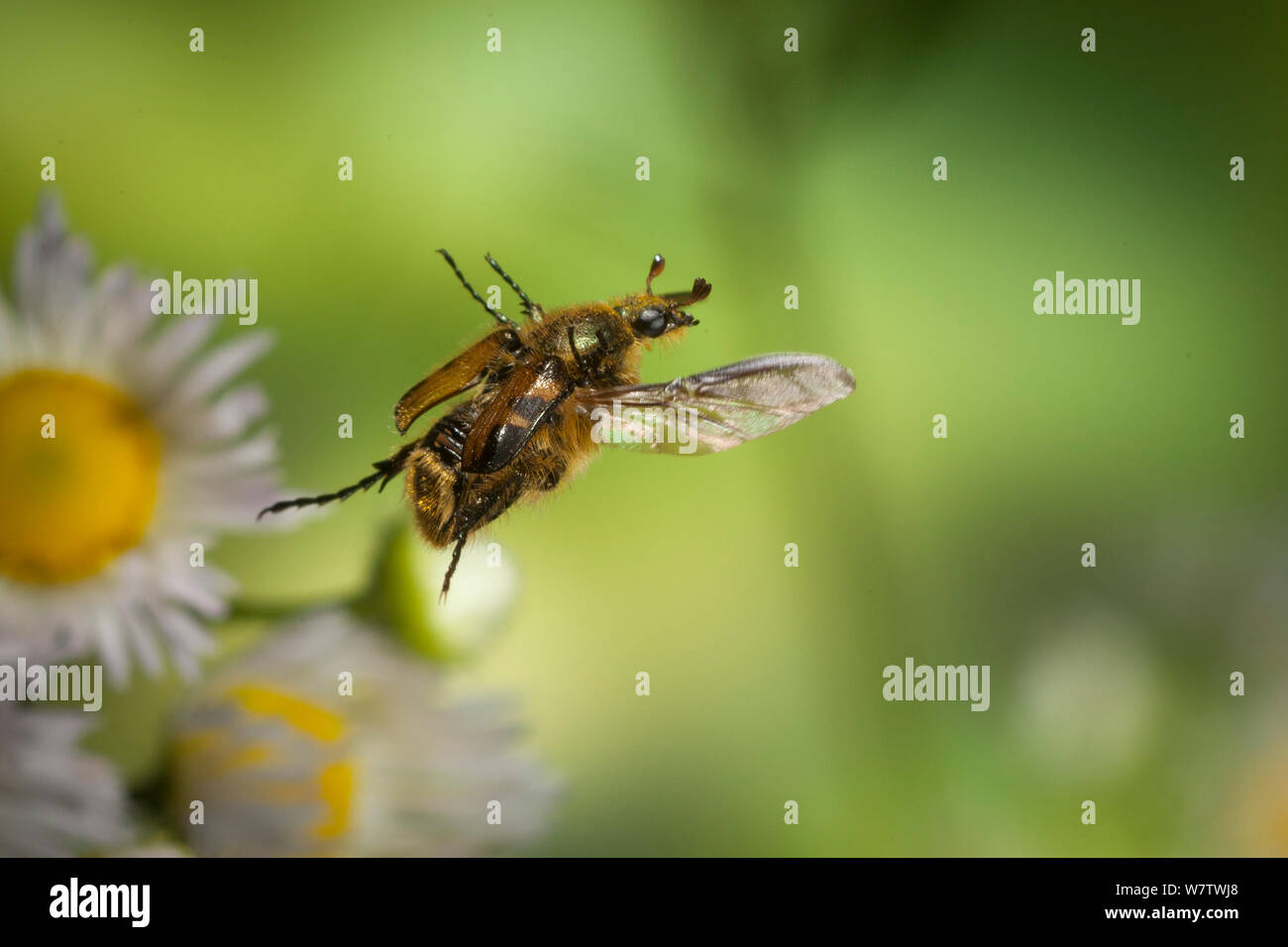 Bee mimic / Flower scarab beetle (Trichiotinus sp.) in flight, Cherokee ...