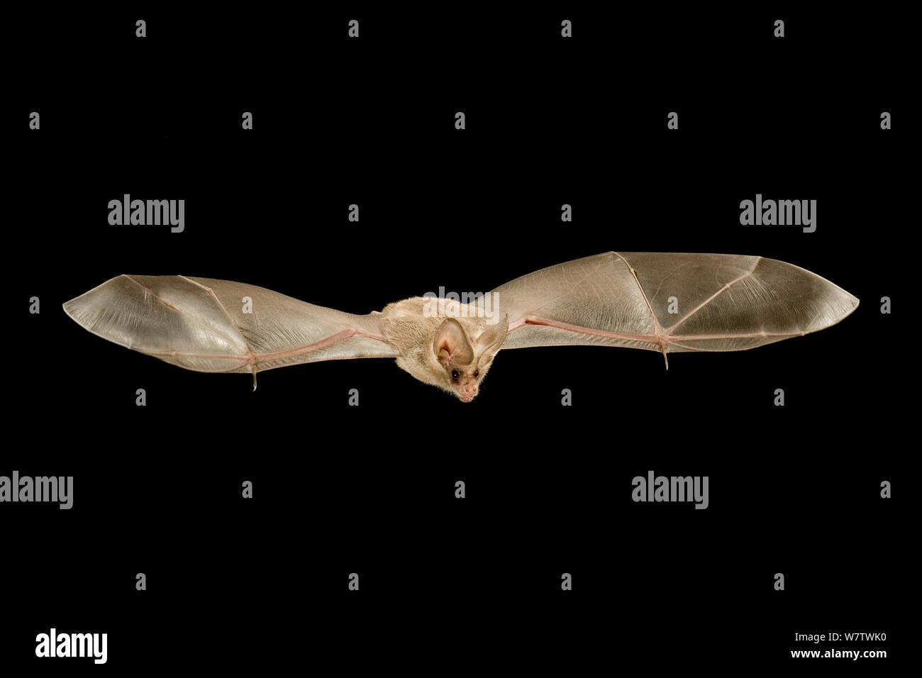 Leaf nosed bat hi-res stock photography and images - Alamy