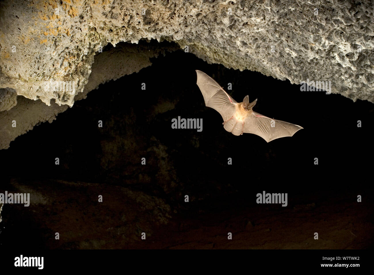 Townsend's big-eared bat (Corynorhinus townsendii) flying out of cave ...
