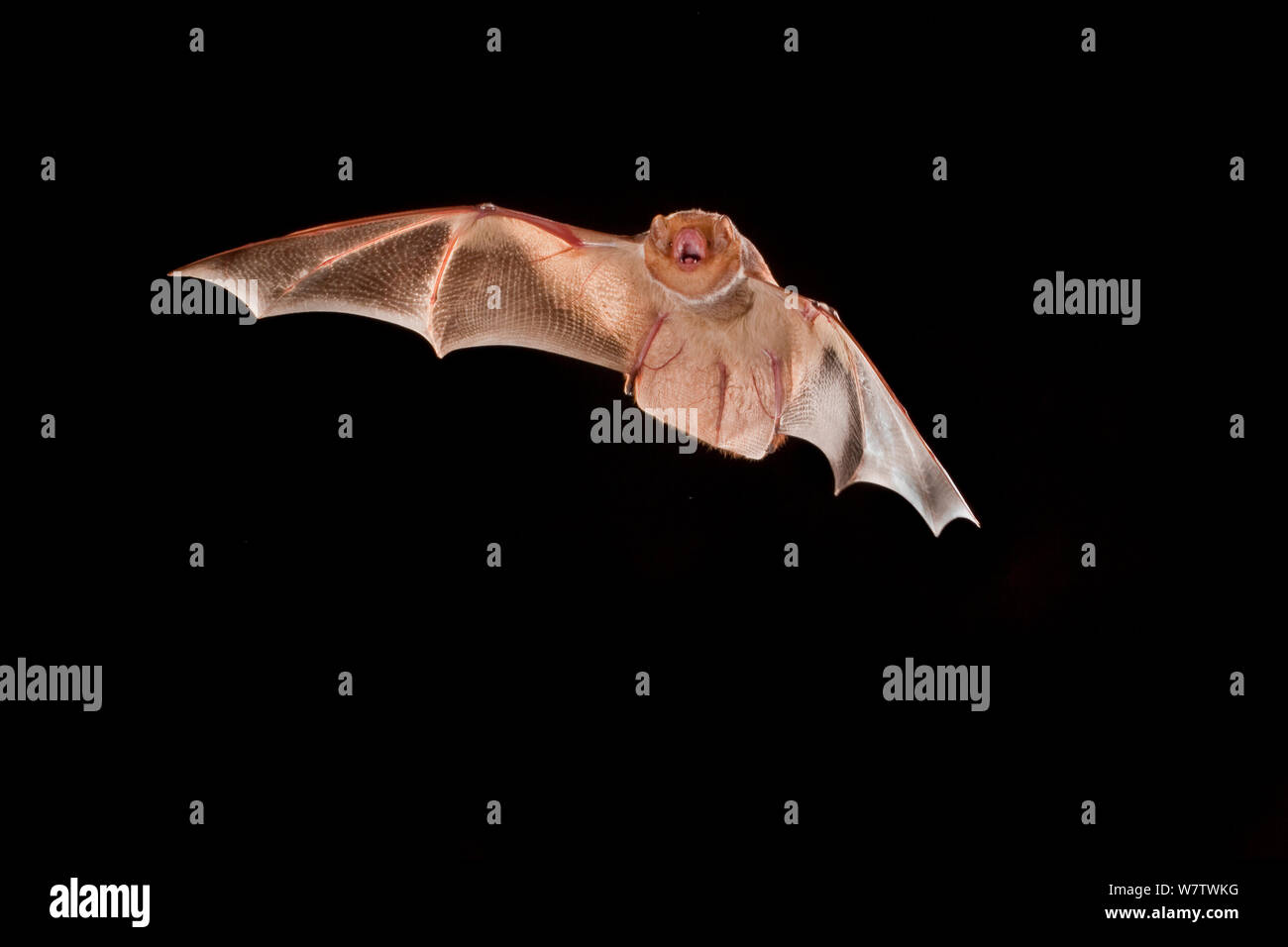 Female Eastern red bat (Lasiurus borealis) in flight with mouth open ...