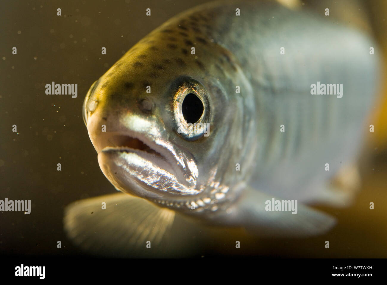 Fish fry babies hi-res stock photography and images - Alamy