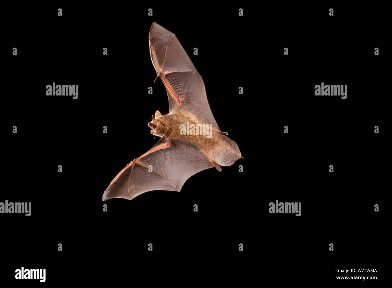 Tricolored bat / Eastern pipistrelle (Perimyotis / Pipistrellus ...