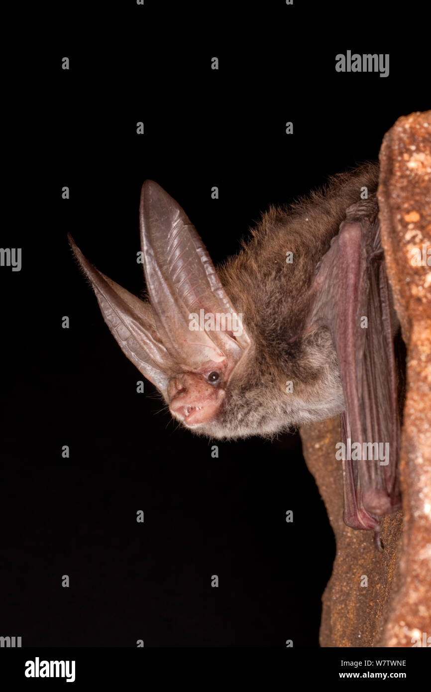 Mammal bat big eared hi-res stock photography and images - Alamy