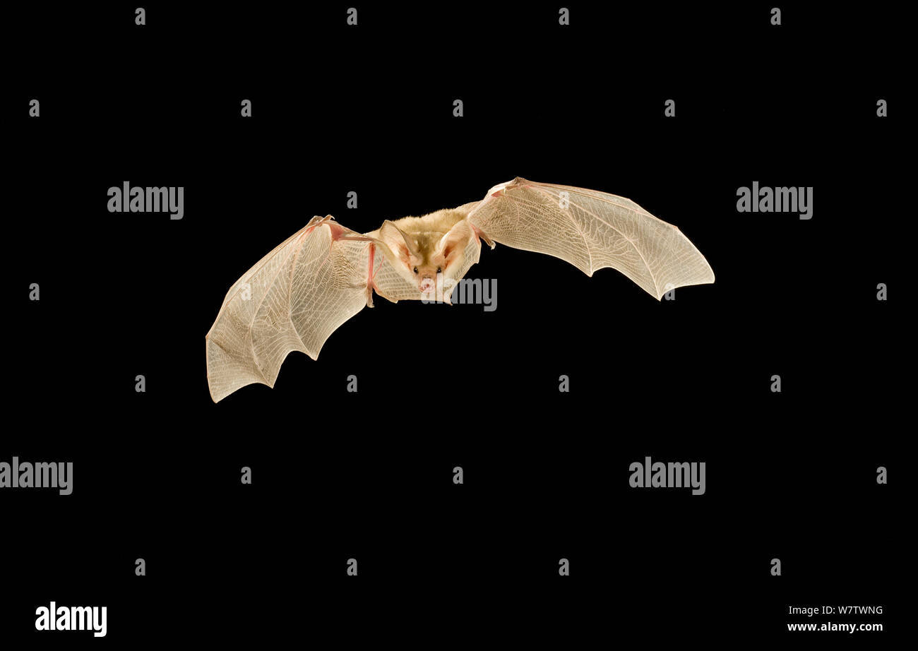 Pallid bat (Antrozous pallidus) in flight at night, Kaibab National ...