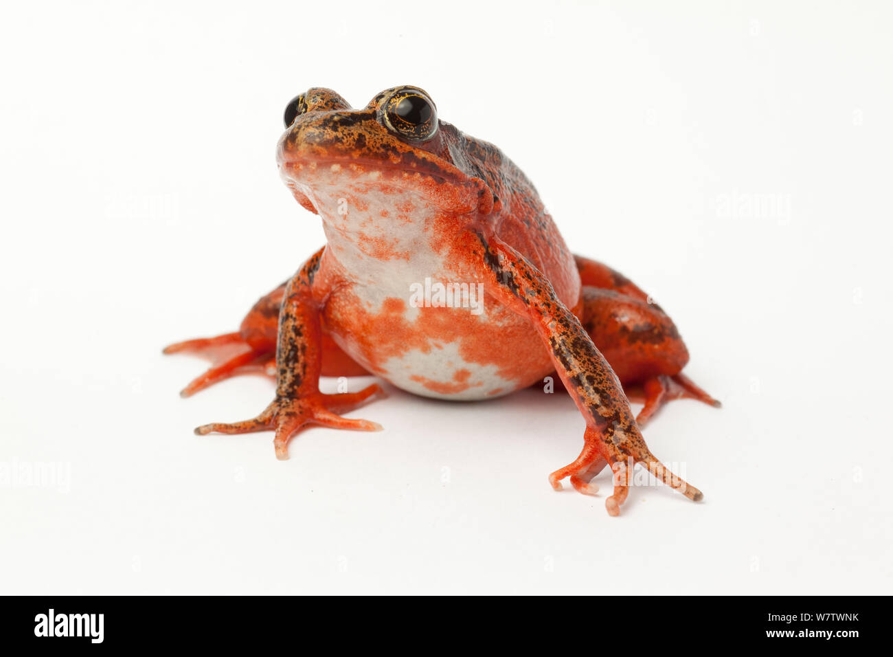 Female Northern red-legged frog (Rana aurora) portrait, captive, taken ...