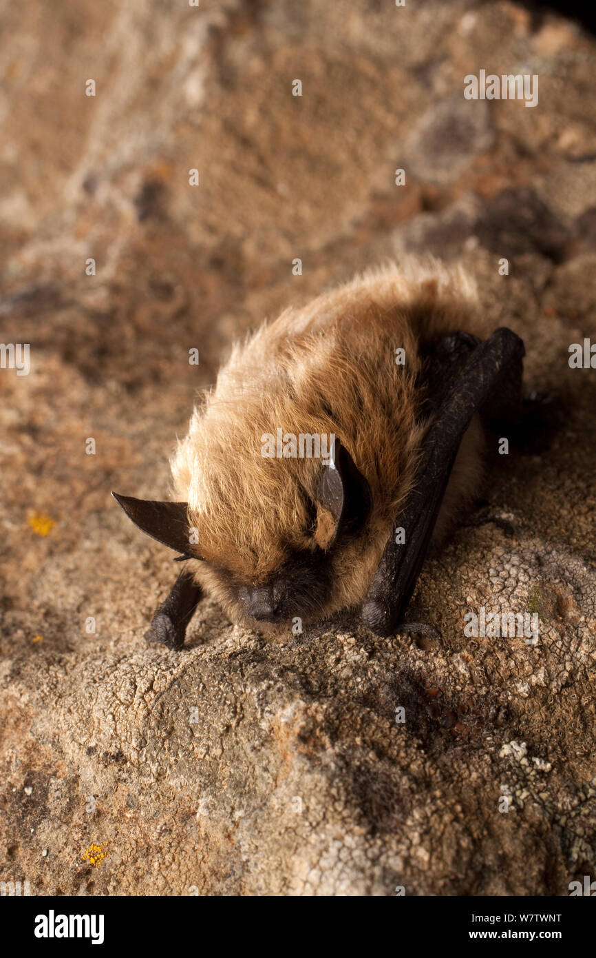 Western small-footed bat / myotis (Myotis ciliolabrum) roosting on a ...