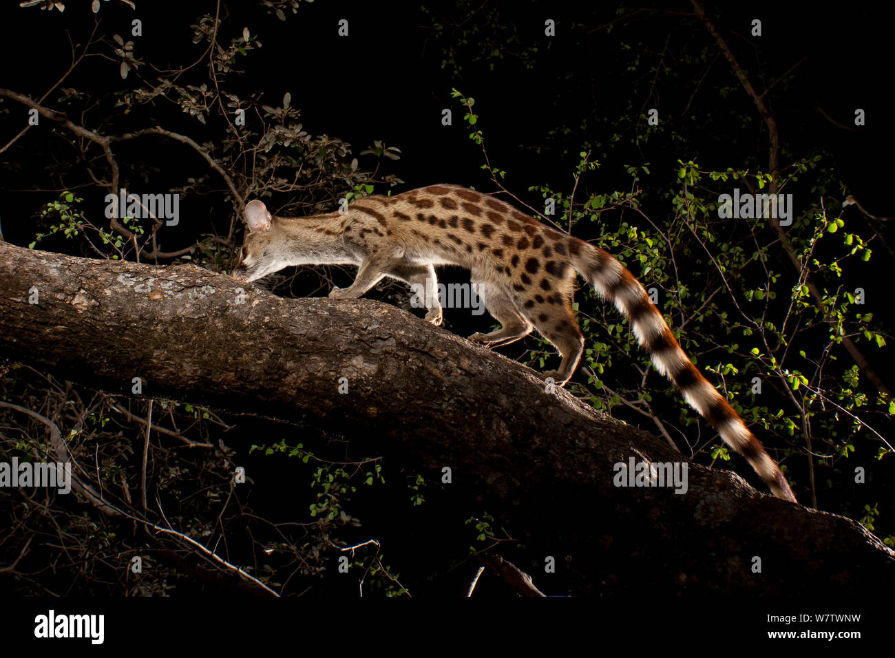 Rusty-spotted / Panther genet (Genetta maculata) walking along branch ...