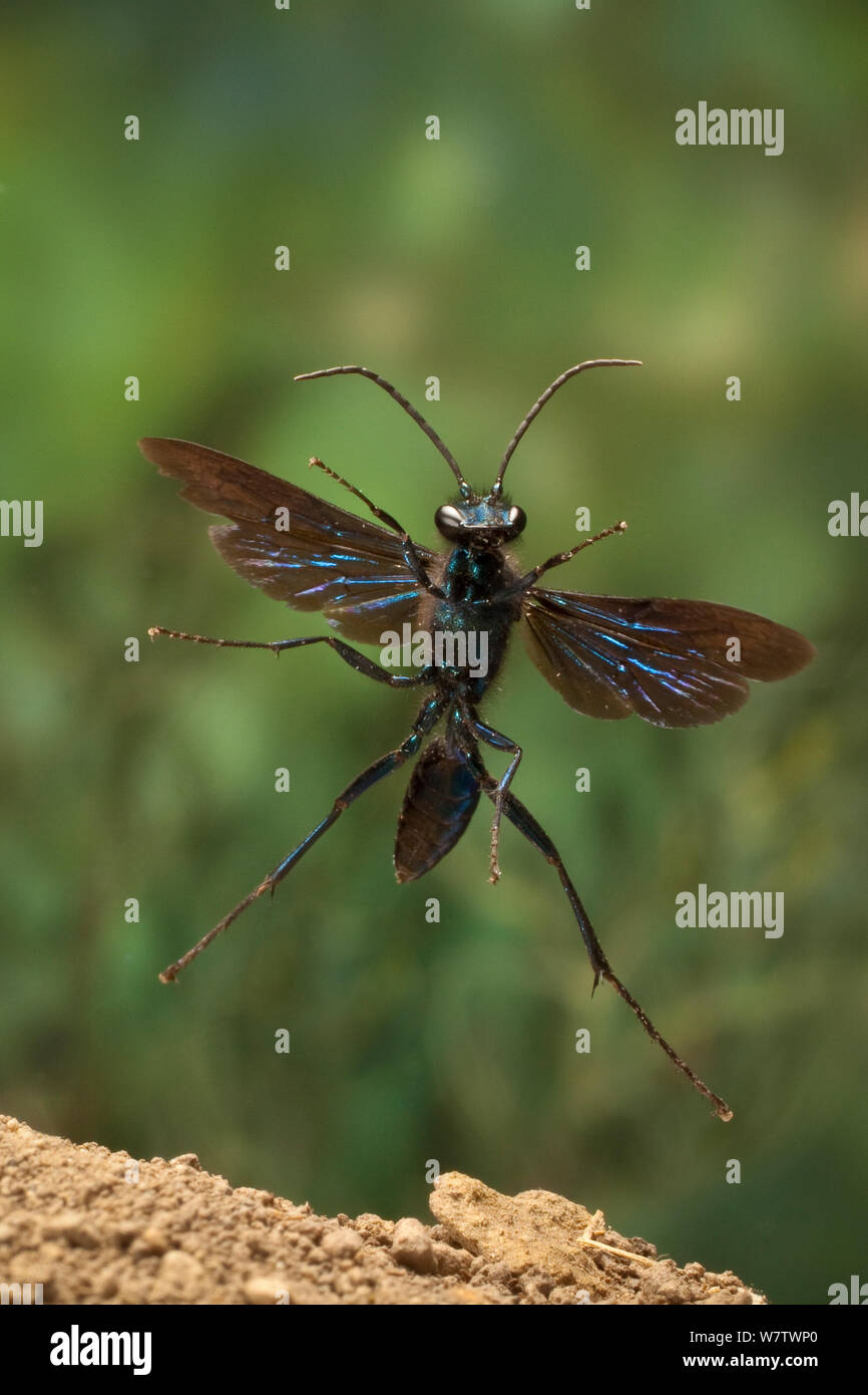Flying Desert Insects