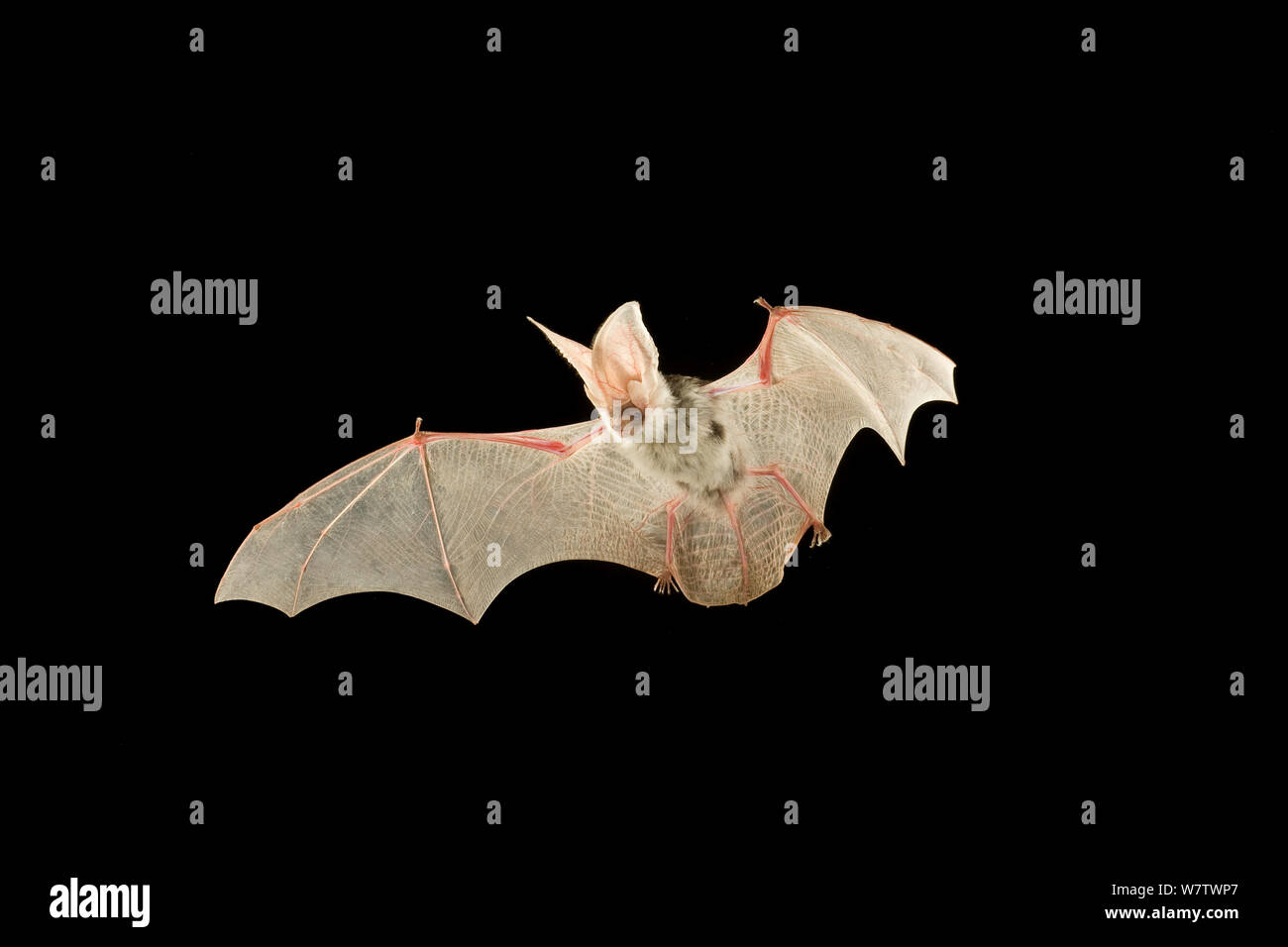 Histiotus maculatus hi-res stock photography and images - Alamy