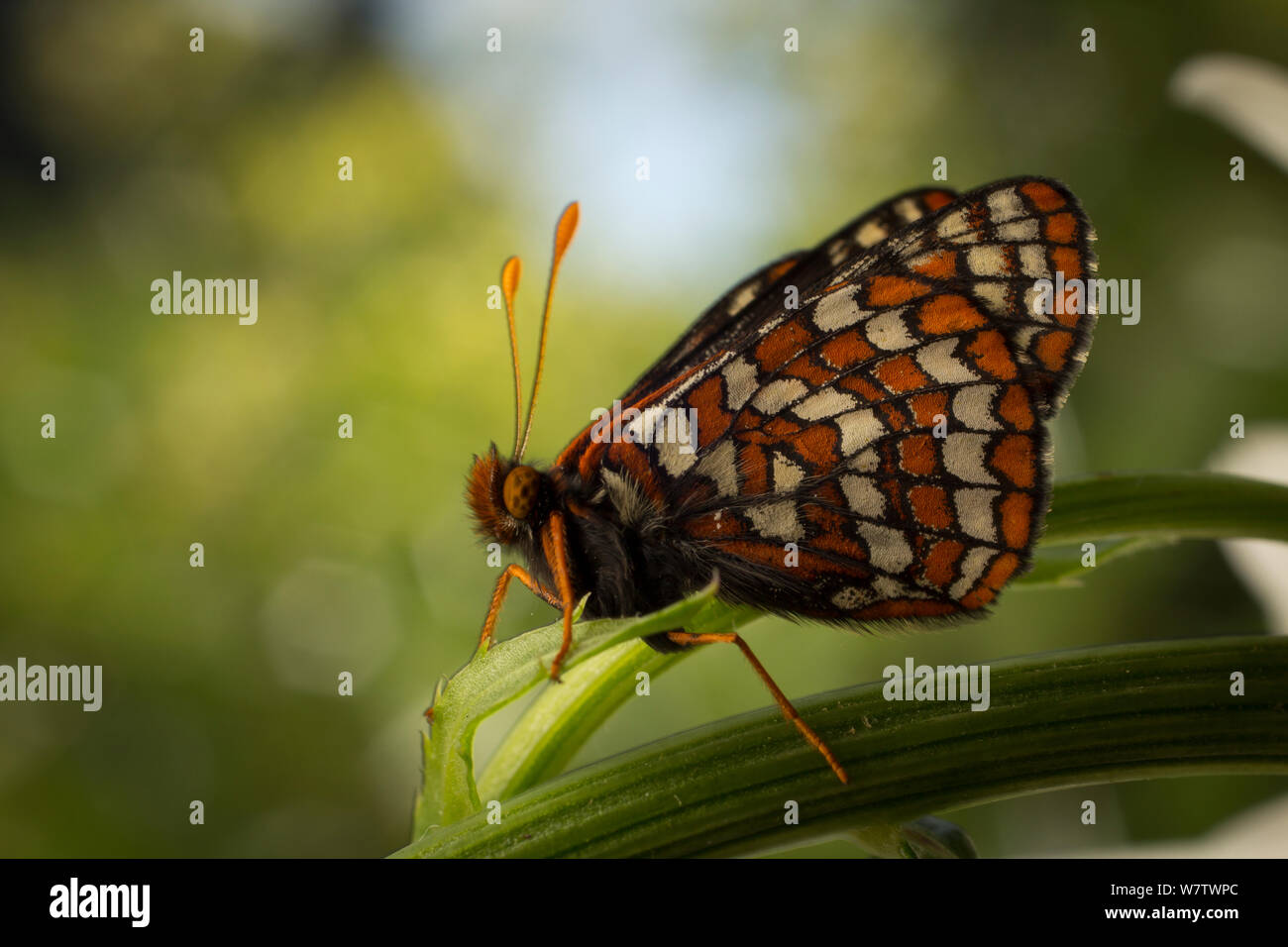 Taylor's checkerspot butterfly hi-res stock photography and images - Alamy