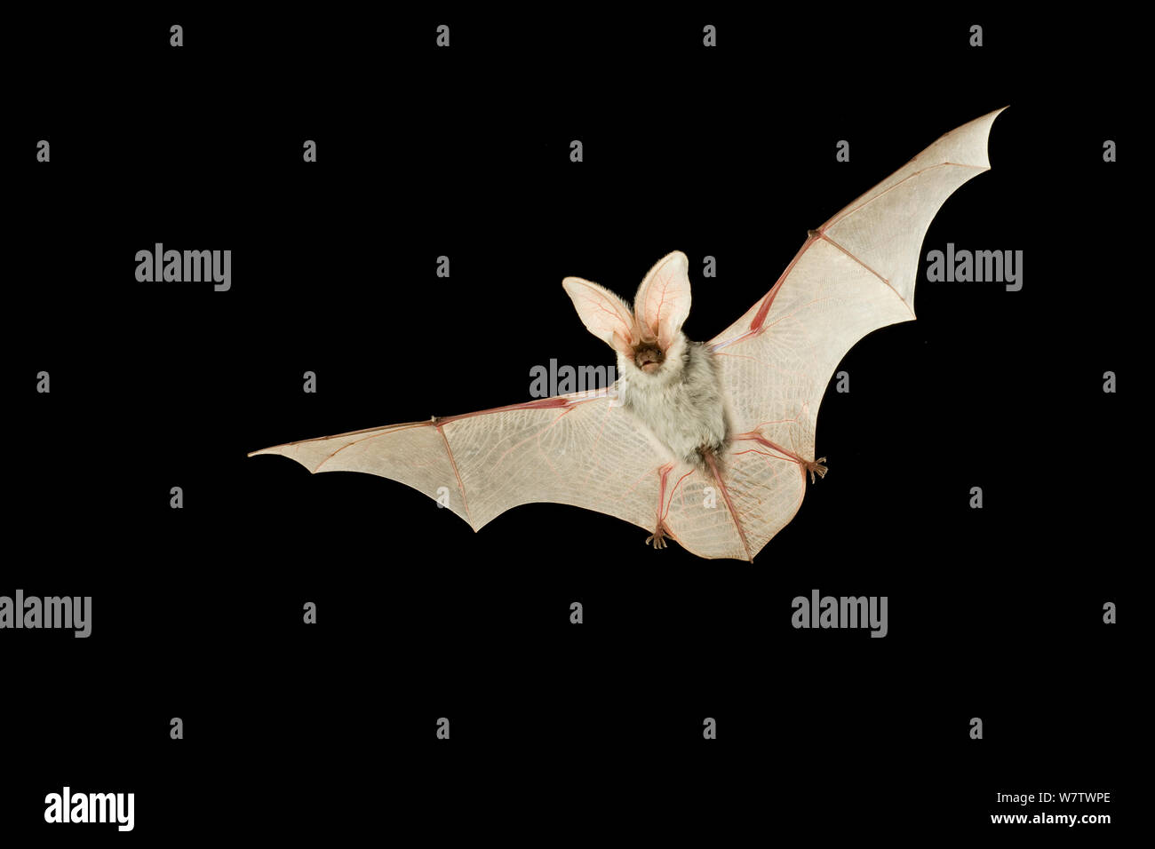 Female Spotted bat (Euderma maculatum) in flight at night, Kaibab ...