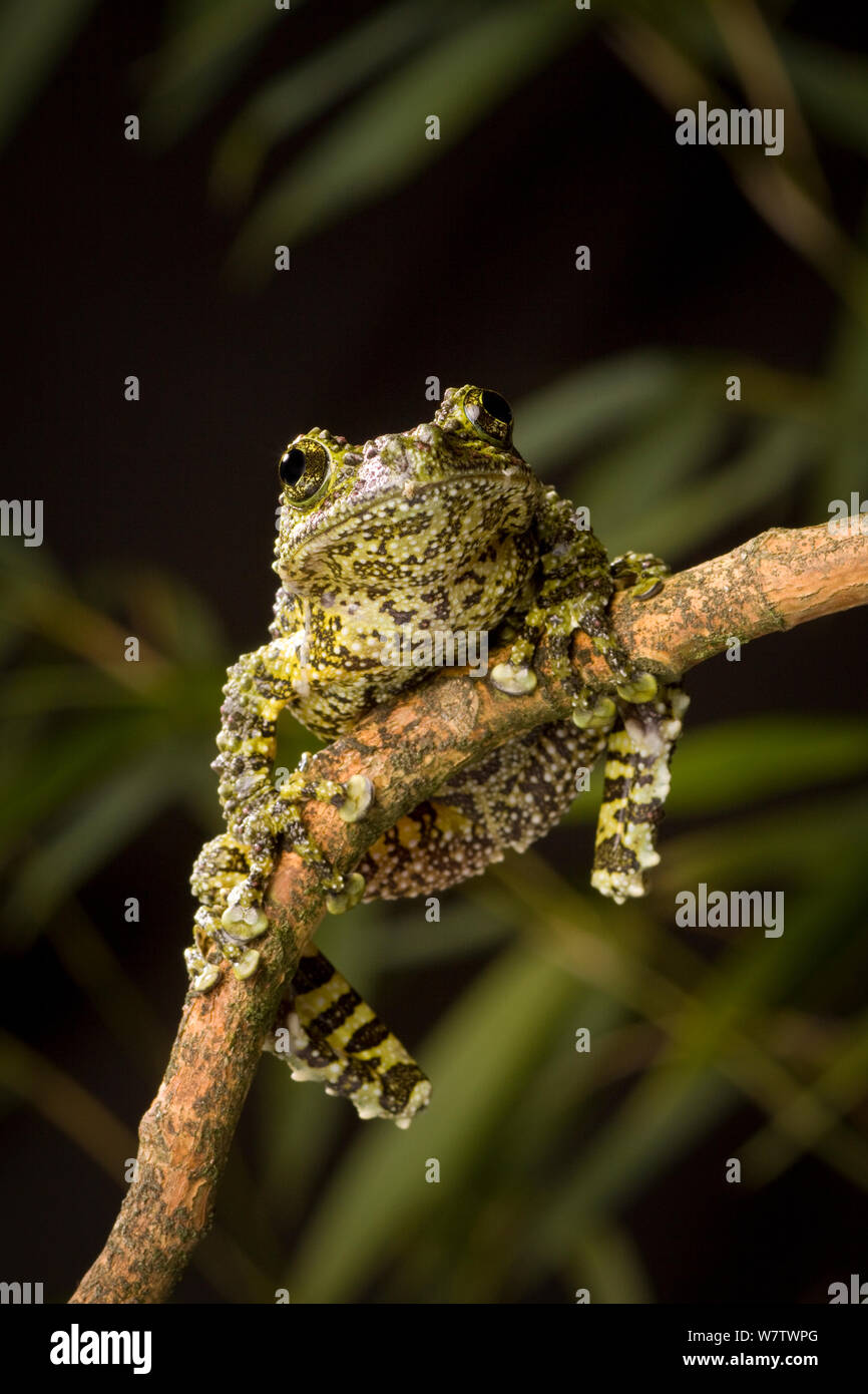 Vietnamese mossy frog (Theloderma corticale) clinging to branch, native ...