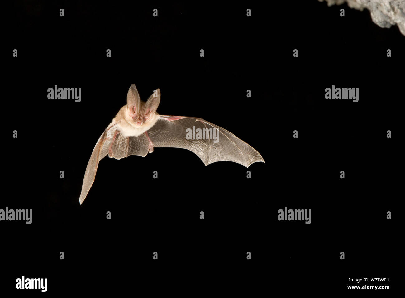 Townsend's big-eared bat (Corynorhinus / Plecotus townsendii) flying ...