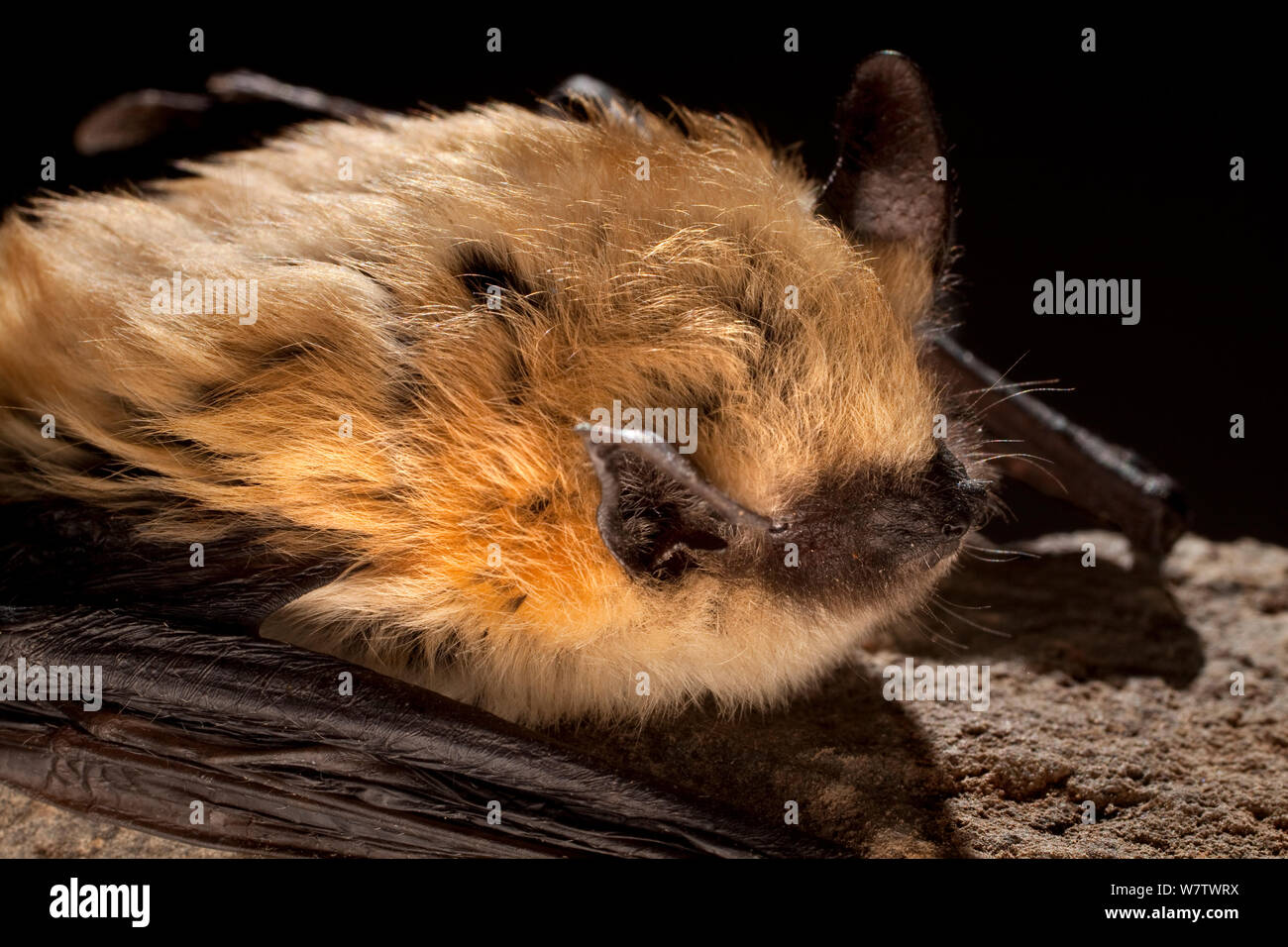 Western small-footed bat (Myotis ciliolabrum) roosting on a rock at ...
