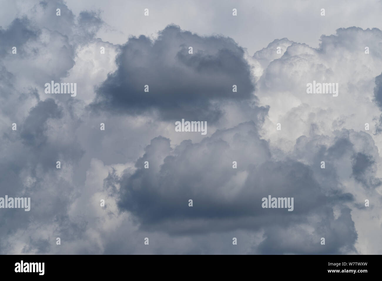 Cumulonimbus calvus, a developing thunderhead cloud Stock Photo - Alamy