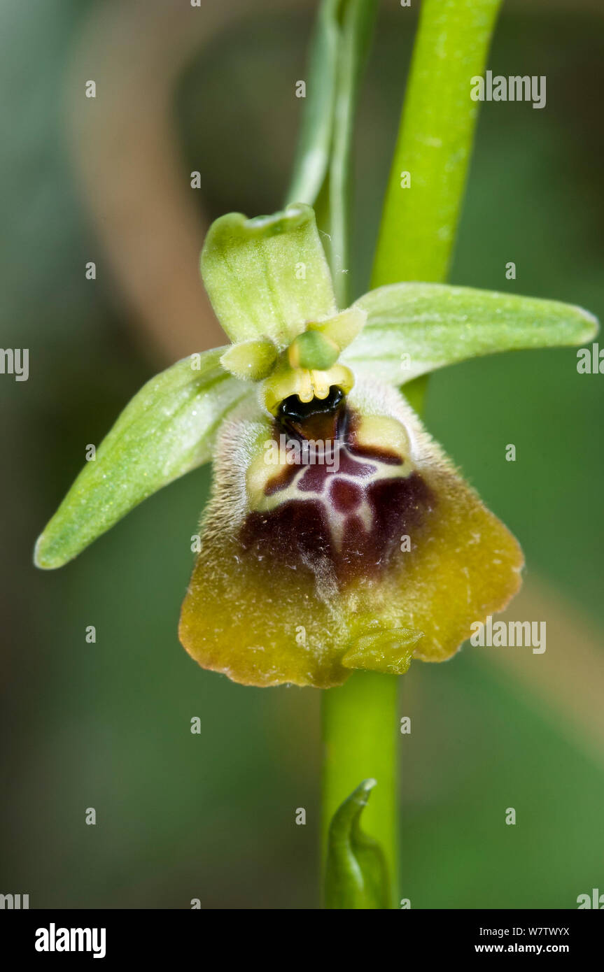 Hybrid orchid (Ophrys lacaitae x Ophrys holoseria ssp gracilis) in ...