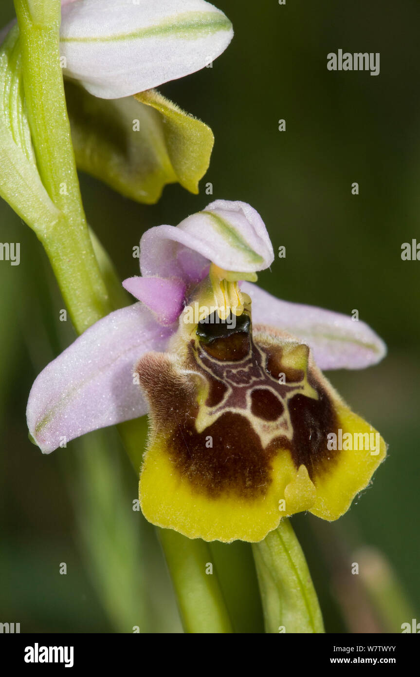 Hybrid orchid (Ophrys lacaitae x Ophrys holoseria ssp gracilis) in ...